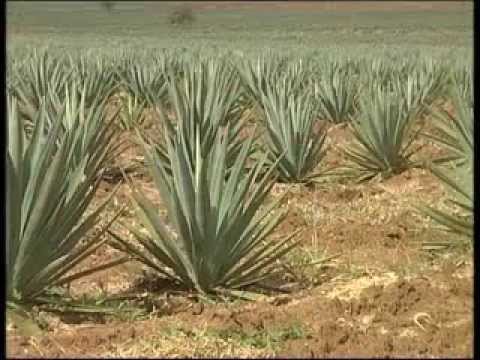 Sisal Fibre at Best Price in India