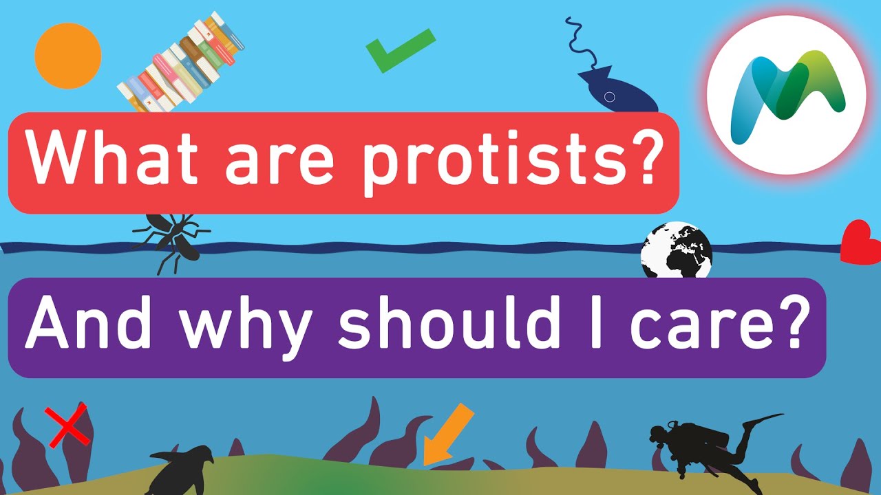 What are protists?