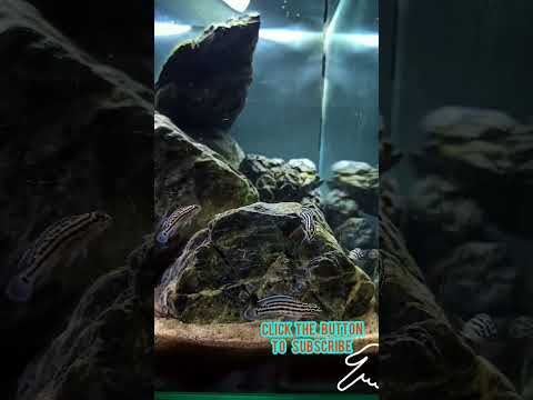 The Gentle Giants of the Cichlid World: Meet the Julidochromis regani #shorts @ProtimAquatics