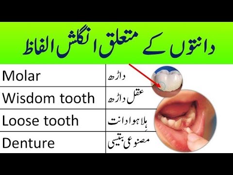 Dental Vocabulary Words with Urdu meanings 😁🦷 | Vocabulary practice for Beginners with Urdu meanings