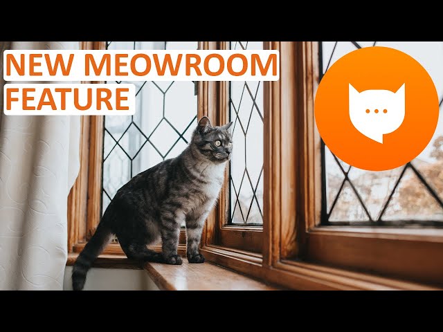 Transforming Your Old Phone into a Smart Cat Speaker with MeowTalk ...