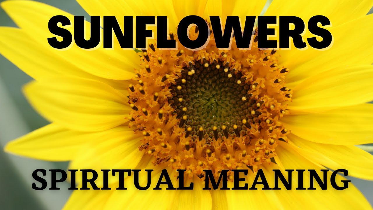 Fascinating Spiritual Meanings of Sunflowers | Sunflowers Symbolisms