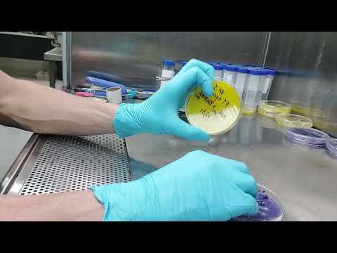 Subculturing from a multispore streak plate (from swab) to isolate a dikaryon for next generation.