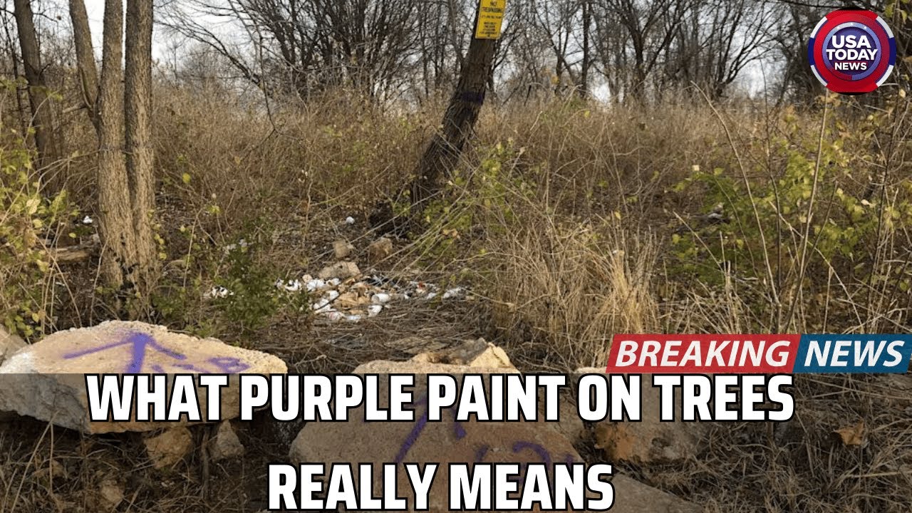 What Does Purple Paint on Trees Mean? The Hidden Law You Need to Know । USA TODAY NEWS
