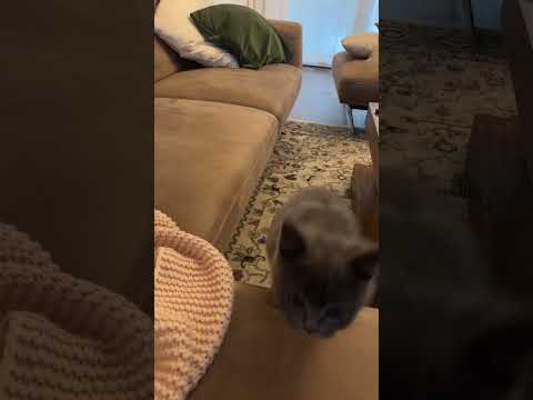 Play this sound if you want to cuddle with your cat
