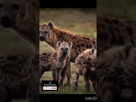 #shorts #hyena #wildlife #sounds