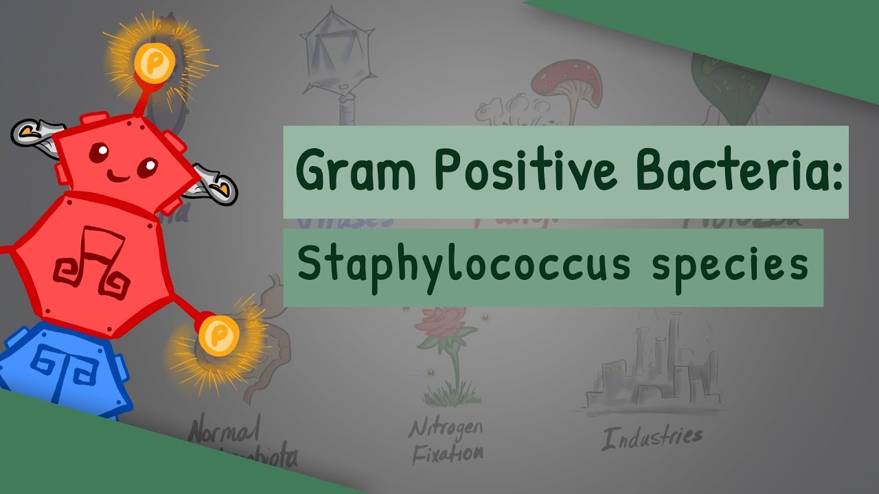 Staphylococcus species (Characteristics, Clinical complications, Differences)