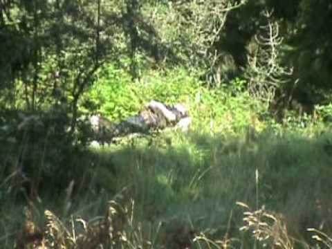 SAR-dog training areasearch