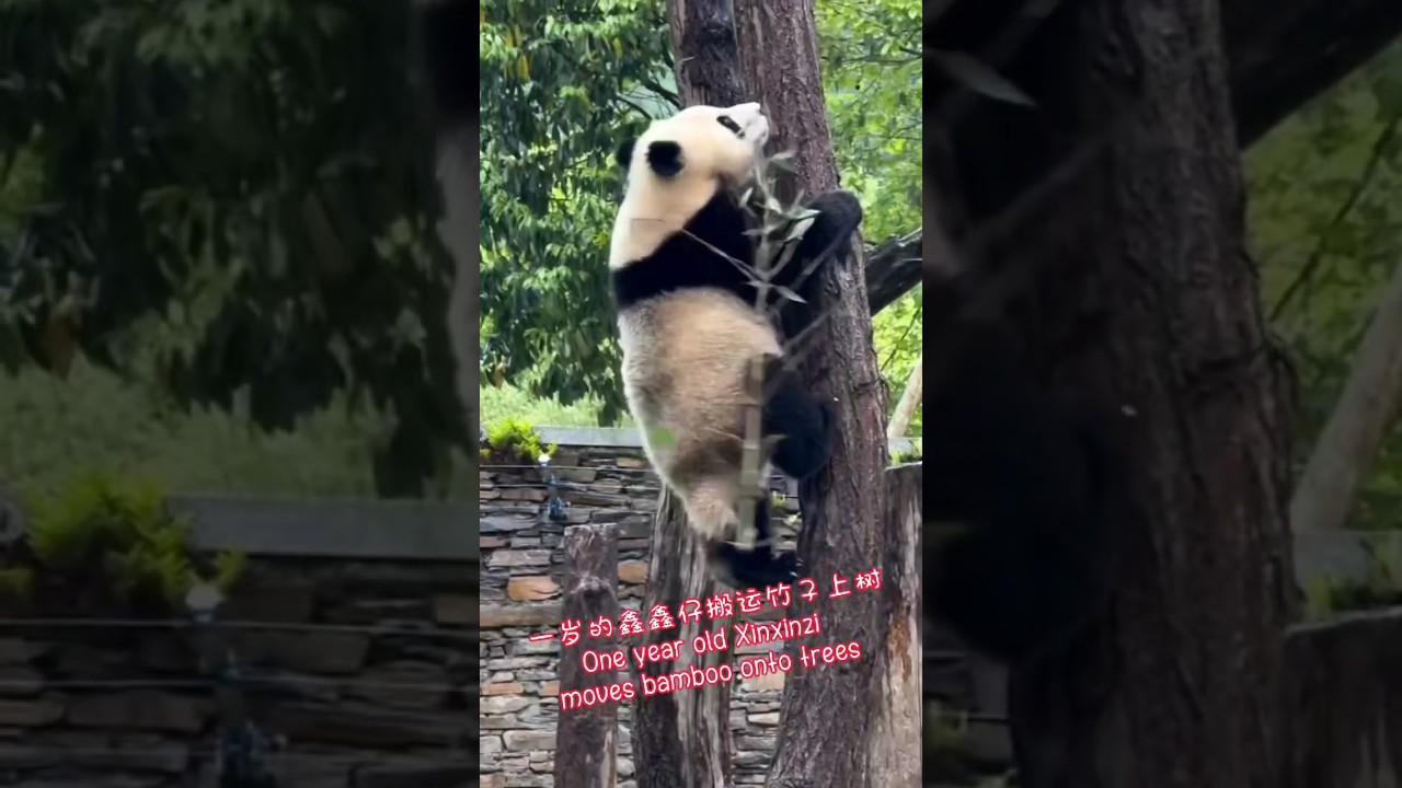 Xinxinzi moves bamboo onto trees