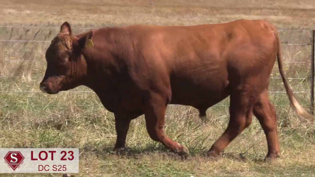 Lot 23 DCS25 Schipps Production Sale 2023