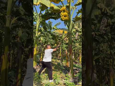 The knife rises and the banana falls, this is how to pick tropical fruits!