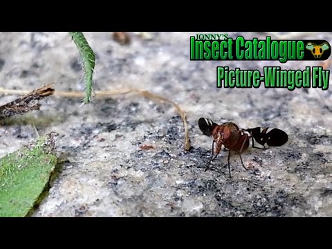 Picture-Winged Fly - One of a Kind (Delphinia picta)