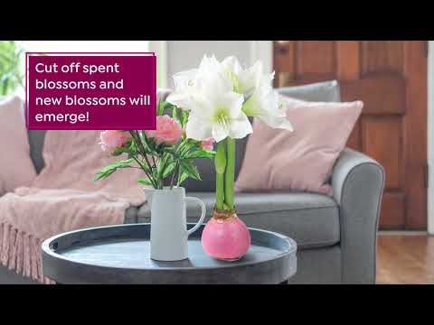 Leaf Petal Designs White Blooming WaxDipped Amaryllis ...