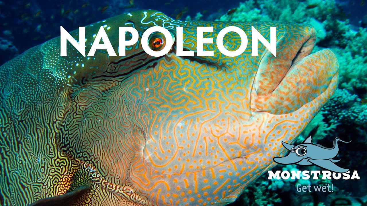 Napoleon of the Reef A.K.A The Humphead Wrasse