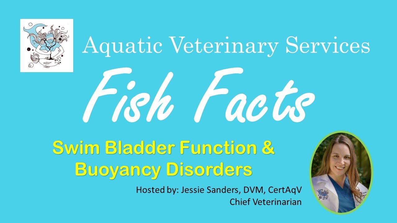 Fish Facts - Swim Bladder Function & Buoyancy Disorders