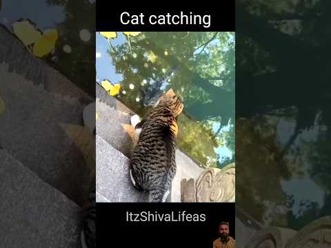 cat catching... 💀 || #shorts #trollface #shortsfeed
