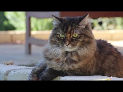 Curious Cat. Cassie and the Moth. Beautiful cat video.