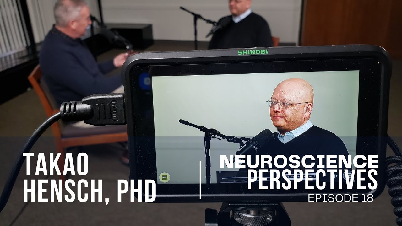 How do early life experiences shape brain function and critical periods of brain development?