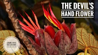 5 Bunga yang Dianggap Aneh dan Tak Biasa namun Tetap Cantik - kumparan.com