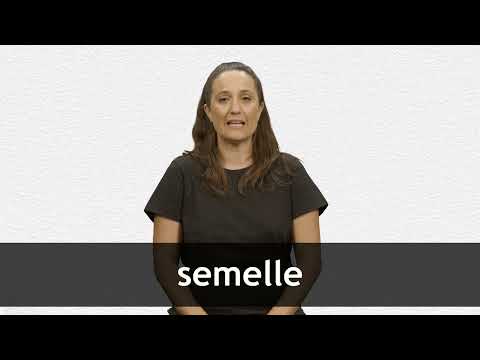 English Translation of “SEMELLE” | Collins French-English Dictionary