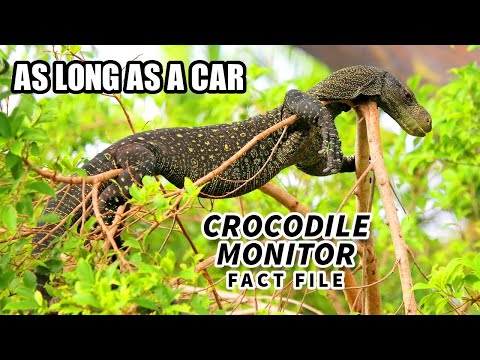 Crocodile Monitor Facts: LONGEST living LIZARD 🦎 Animal Fact Files