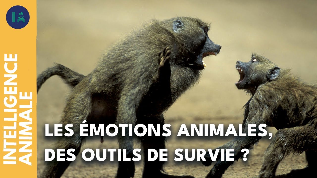 Documentaire | Comment les émotions des animaux leur permettent de survivre