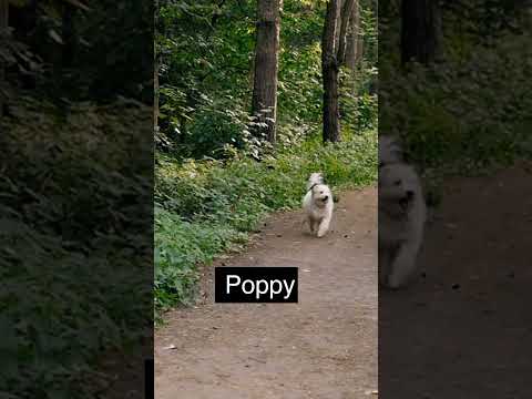 20 Female NATURE Inspired DOG Names 🌿 #shorts