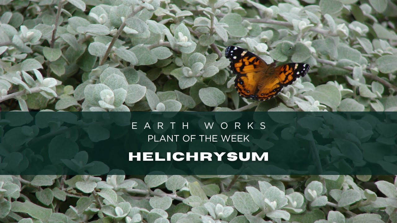 Discover Helichrysum in Your Garden 🌿✨ | Jacksonville Plant of the Week