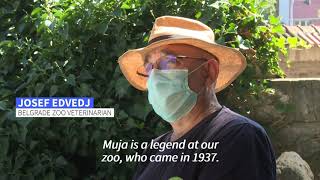 Meet Muja, world's oldest captive alligator who marks 83 years in ...