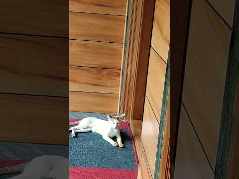cat/pet/friendly/homely/domestic/kerala/india