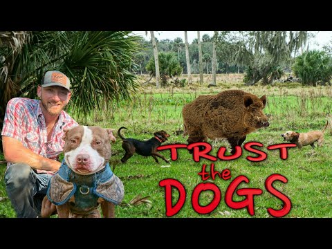 Solo Hunt in the FLORIDA SWAMPS - Just Me and My Dogs!