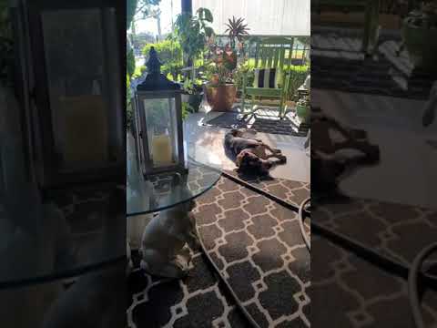 Video of adoptable pet named LOLA