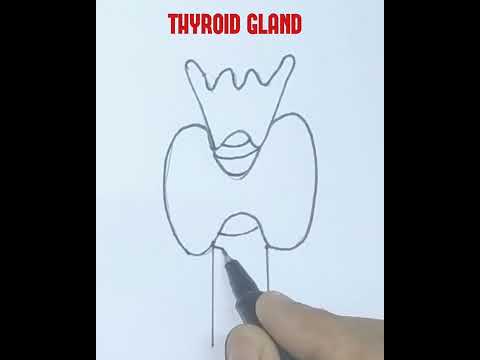 How to draw thyroid gland easily