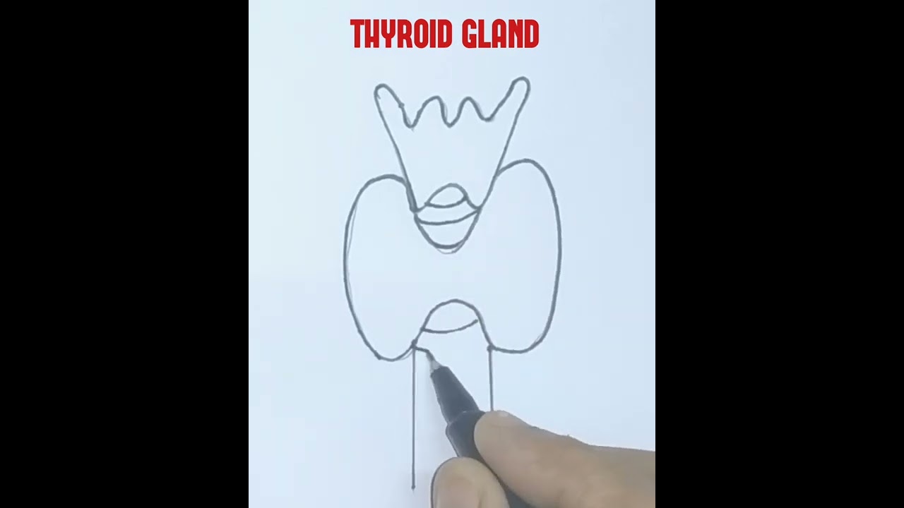 How to draw thyroid gland easily