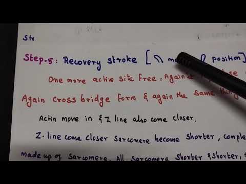 Mechanism of Muscle Contraction - TAMIL