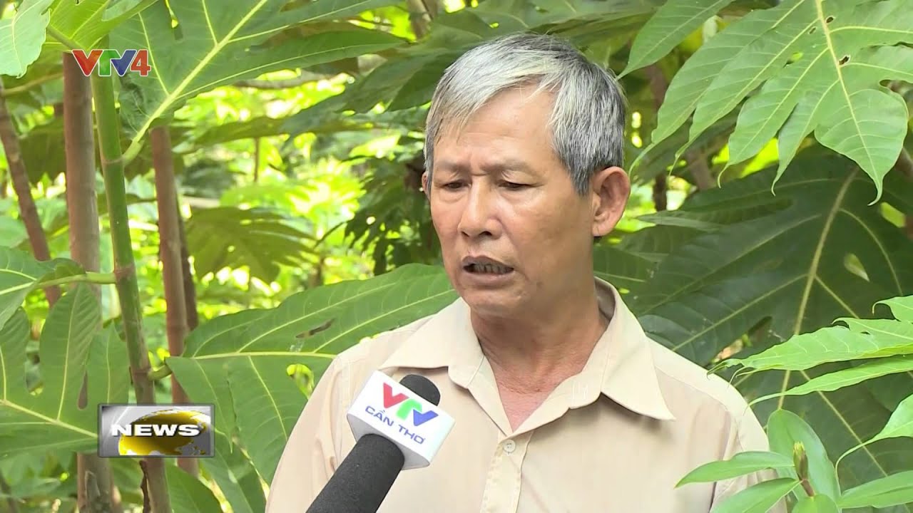 Breadfruit proves profitable