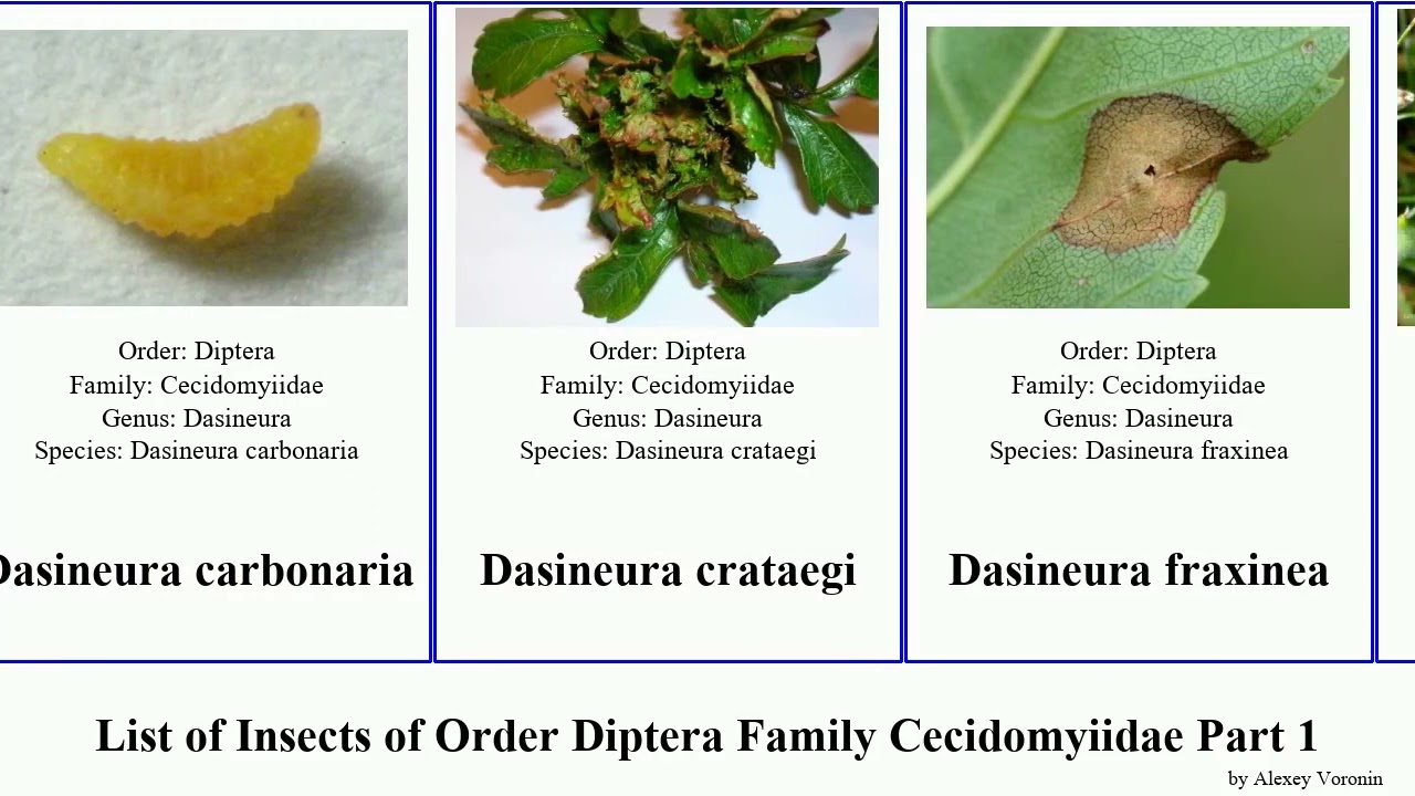 List of Insects of Order Diptera Family Cecidomyiidae Part 1 dasineura contarinia gall midge fly