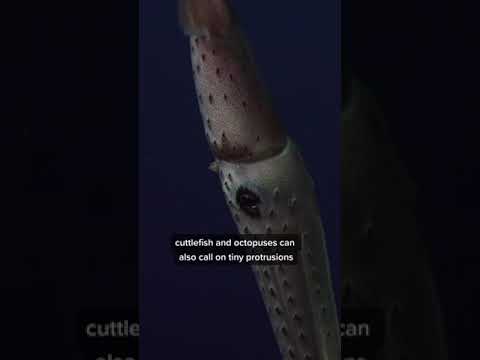UNDERWATER CAMOUFLAGE #shorts #ocean #squid #cuddlefish