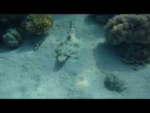1306.00041 Crocodile Fish
