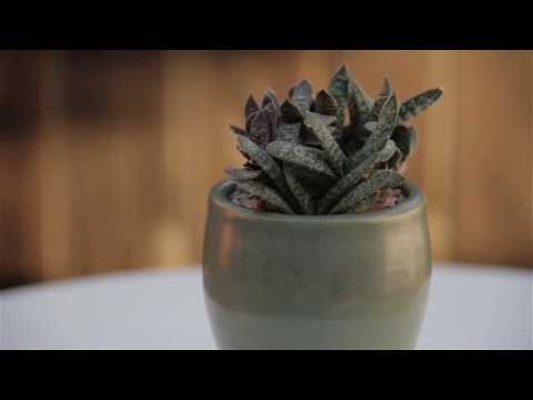 Gasteria liliputana