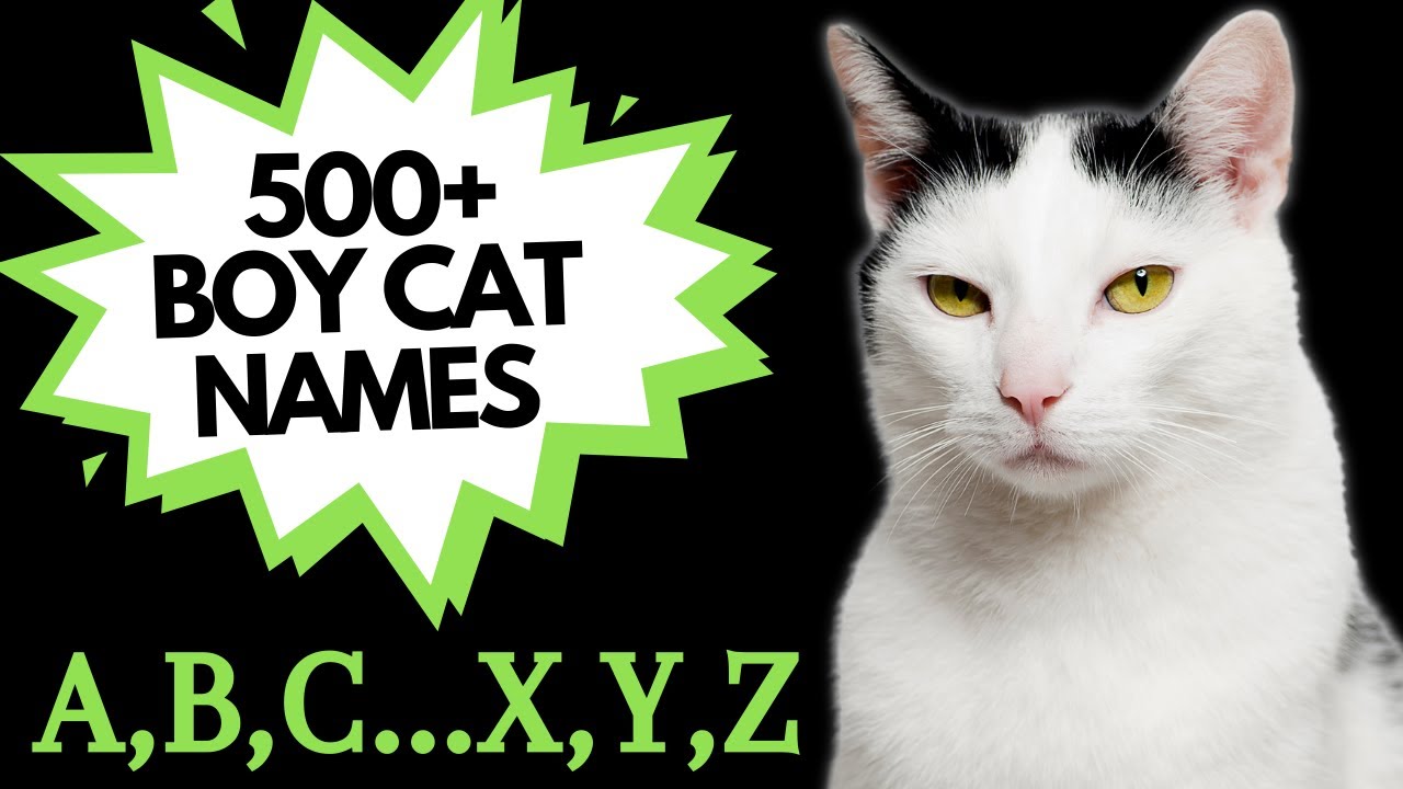500+ MALE CAT Names for EVERY letter of the ALPHABET 🎉| Unique BOY Cat Names