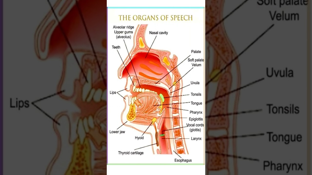 The Organs of Speech | How We Produce Sounds and Words