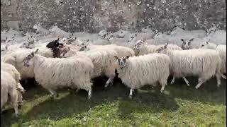 Sheep for Sale & Wanted | Border Livestock Exchange