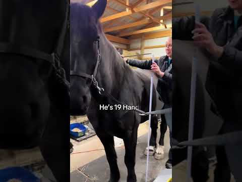 How tall is #Sergeant? He’s 19 Hands! #LargeSarge #percheron #horses