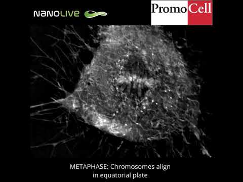 Label-free live cell imaging of Mesenchymal Stem Cells undergoing mitosis