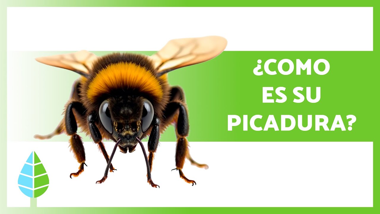 ¿Los ABEJORROS PICAN? 🐝 | Curiosidades Sobre los Abejorros