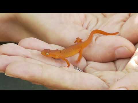 The Legendary West Virginia Red Eft (Correct German Pronunciation)