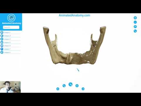Mandible Anatomy - Bones And Cranial Anatomy #1