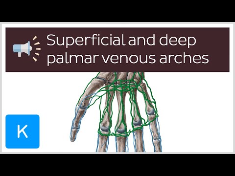 Superficial and deep palmar venous arches | Anatomical Terms Pronunciation by Kenhub
