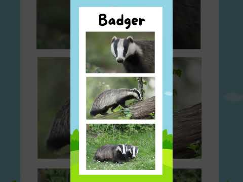 Animals starting with the Letter B - Educatinal Video - Kids Vocabulary